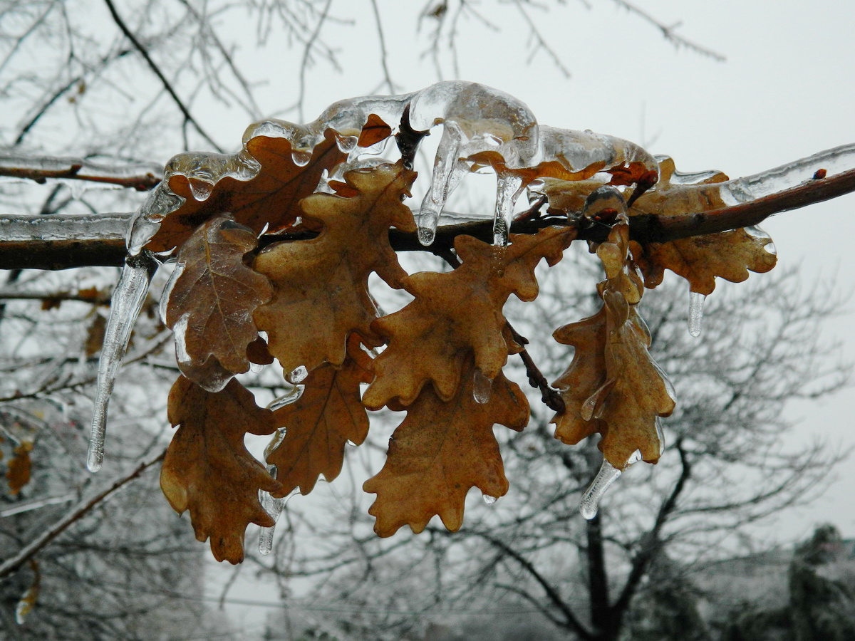 LA MULTI ANI, ROMANIA!: Frunze de stejar inghetate