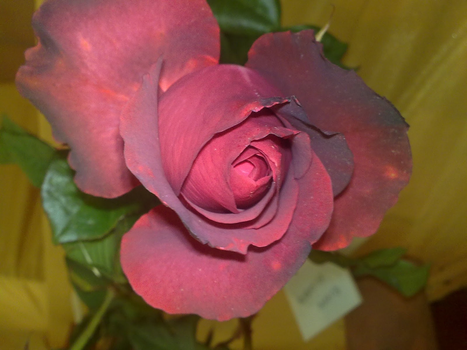 El Blog de "Grouchomaniaco": Rosa, rosa, rosam, rosae, rosae, rosa