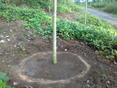 Dasar-dasar Pemupukan Tanaman - Tani Pemula