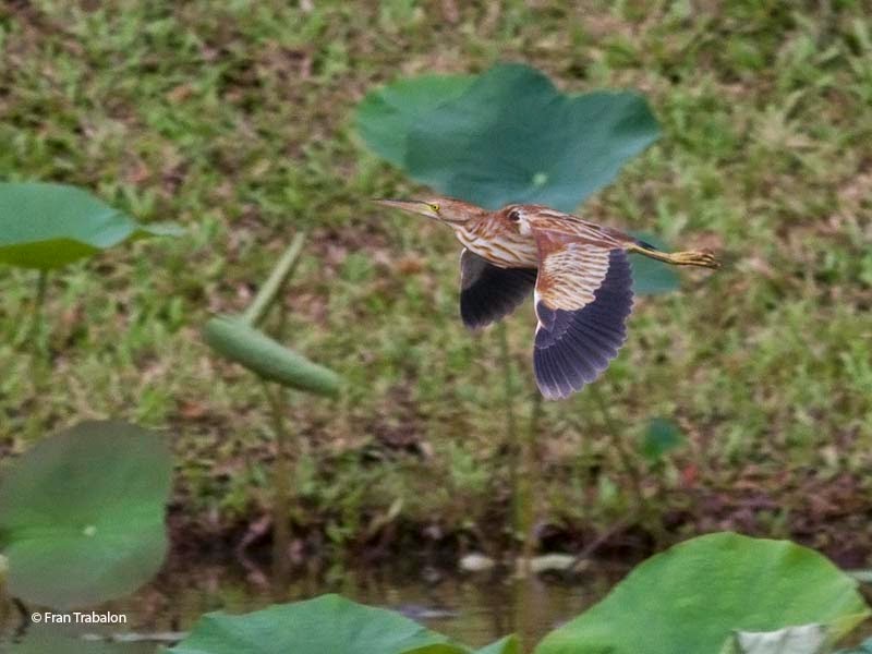 ZAGROS NATURE IMAGES: Yellow Bittern