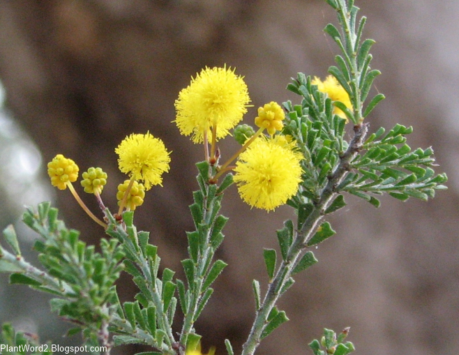 Plant World: Plant World:Acacia