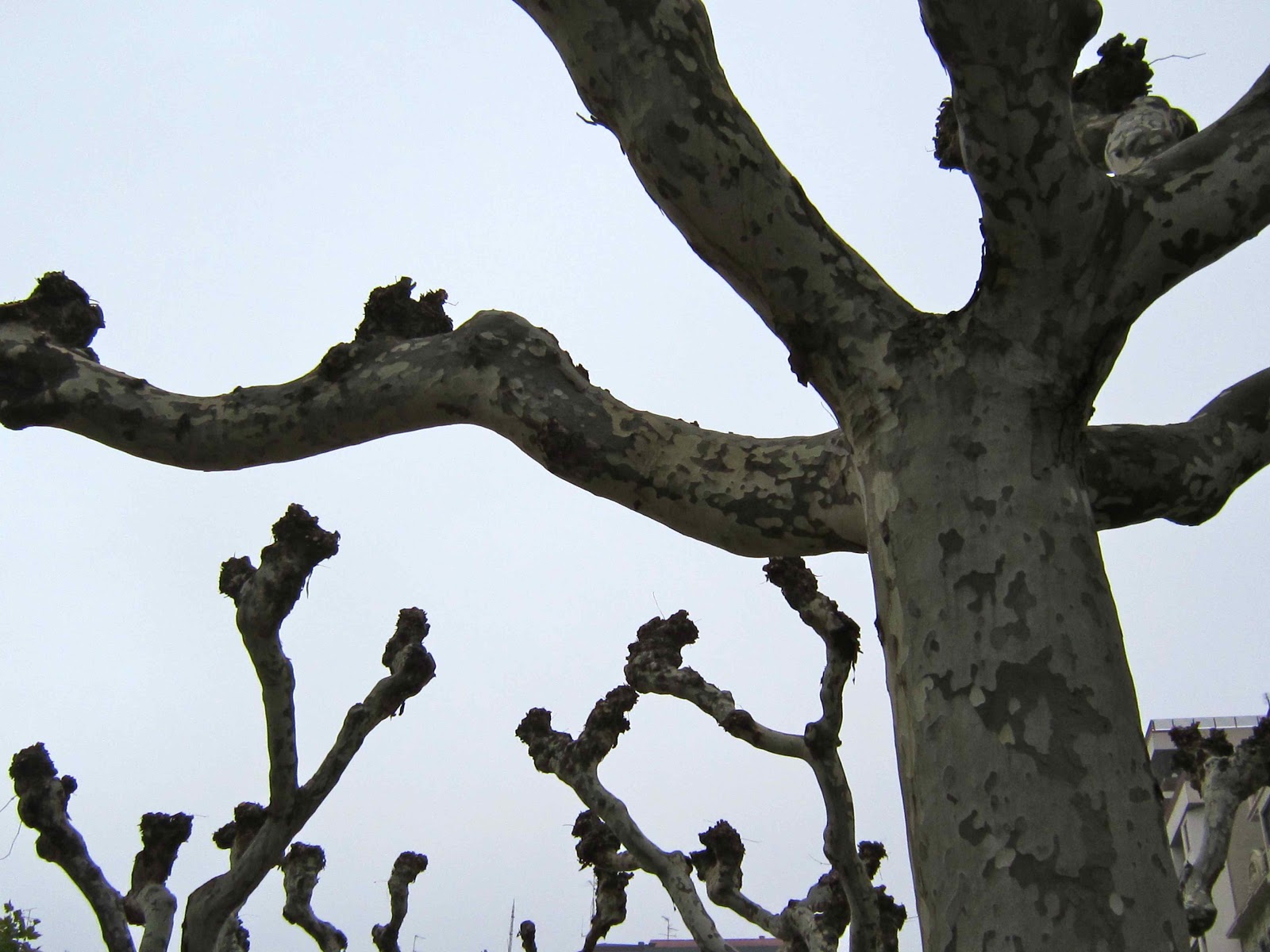 Meredith Nemirov: POLLARDING SYCAMORES