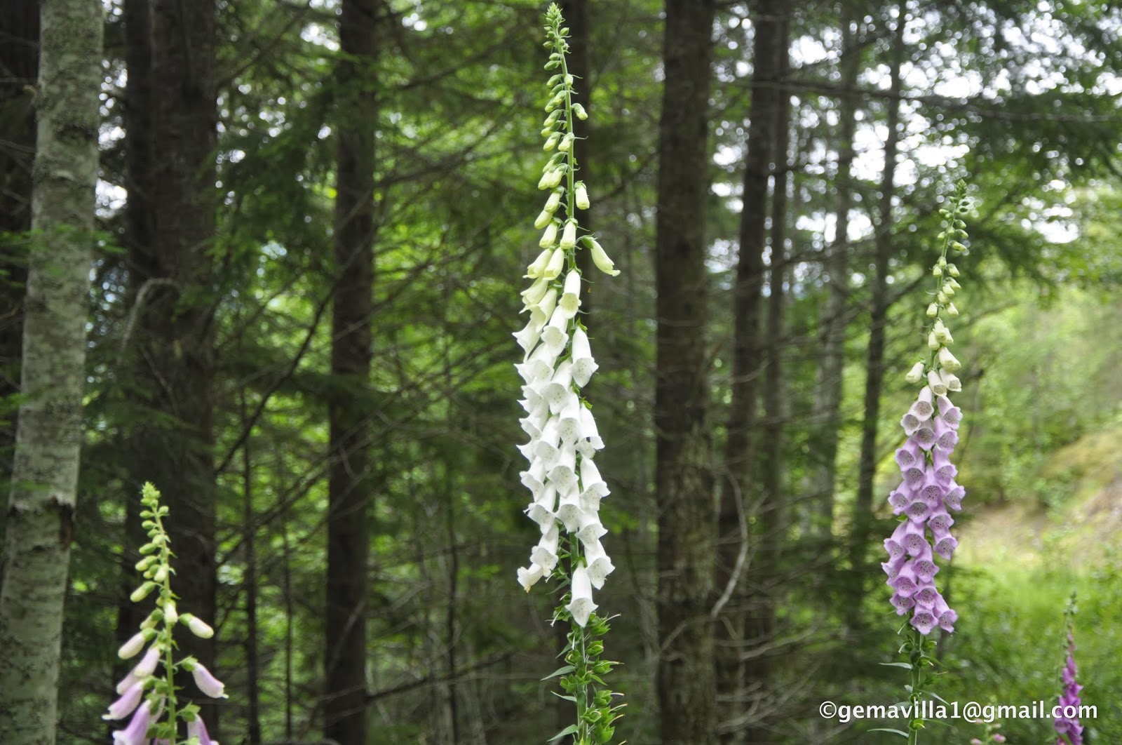 DIGITAL – digitalis purpurea