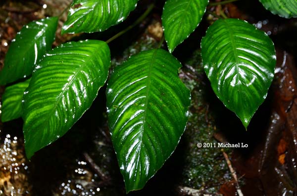 The rainforests of Borneo & Southeast Asia: Aroids from Sabah (Sept 2011)