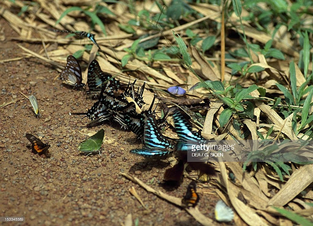 25 Things You Never Knew About Cameroon