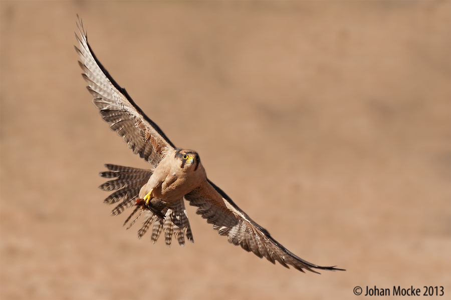 Johan Mocke Photography: Lanner Falcons hunting