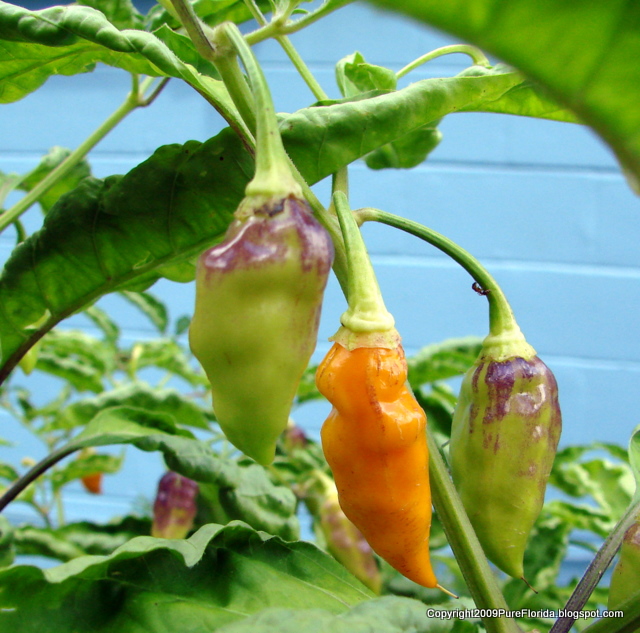 PURE FLORIDA: TRUE DATIL PEPPER SEEDS FOR 2023 GARDEN! CLICK HERE!