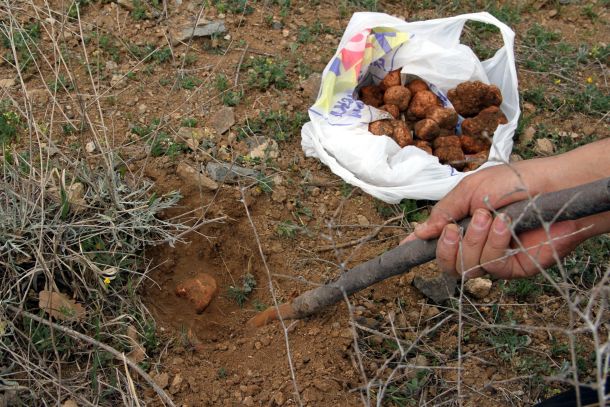 Denemeler: DOLAMAN MANTARI NASIL BULUNUR