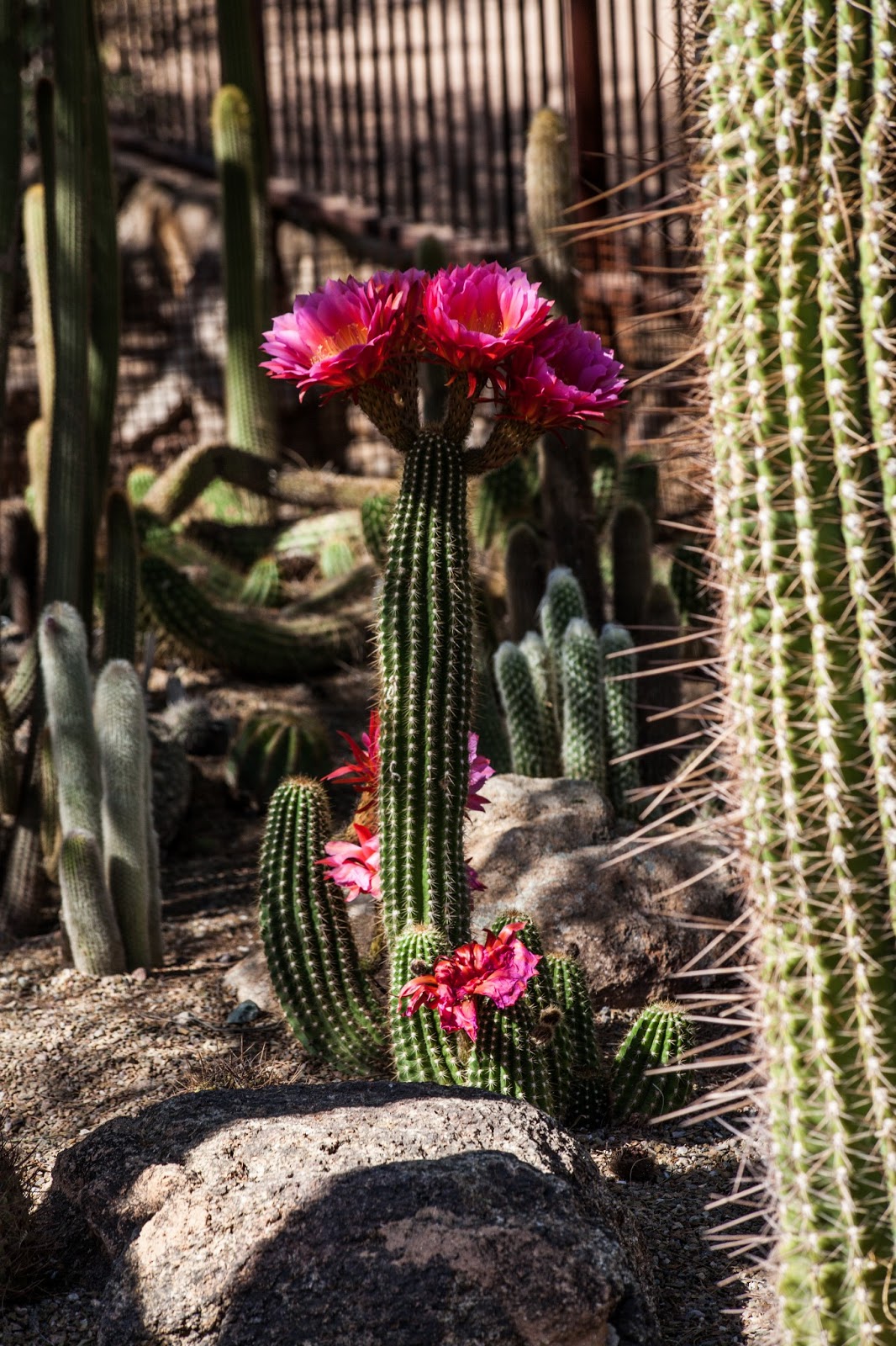 Walking Arizona: The Most Spectacular Flowers Ever
