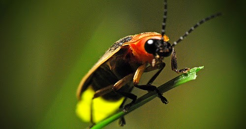 Fireflies: Where did they go? | Superlative Science
