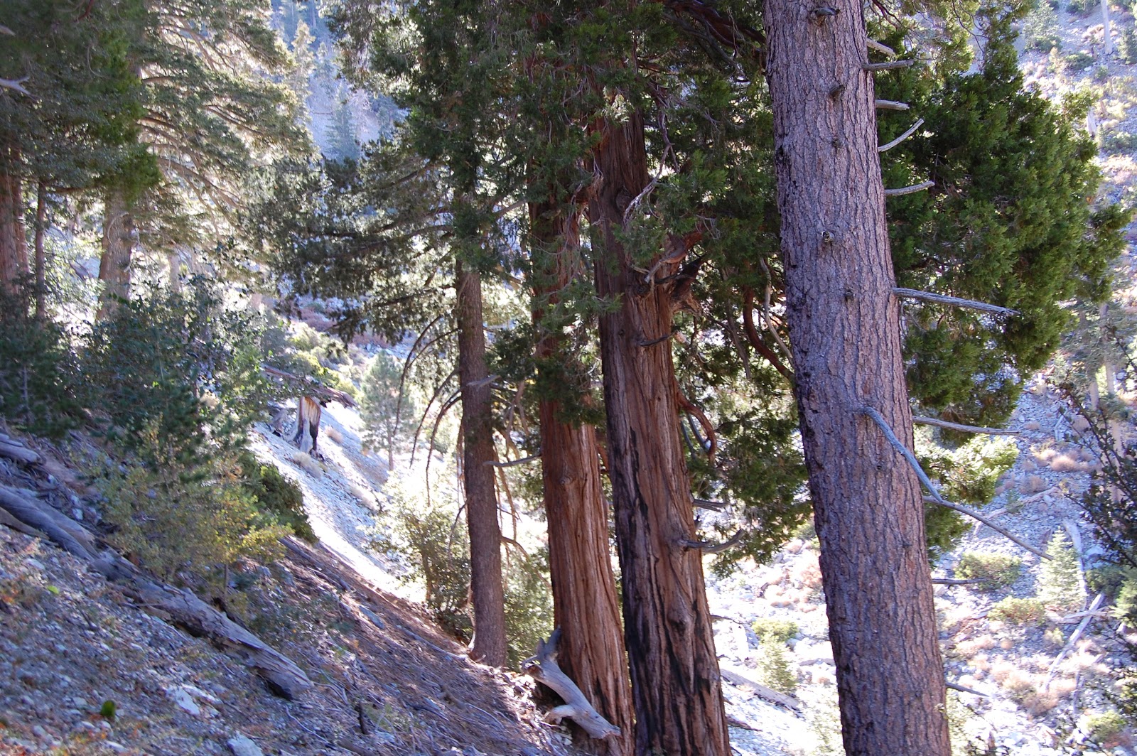 Hiking Timber Mountain | East West Hike