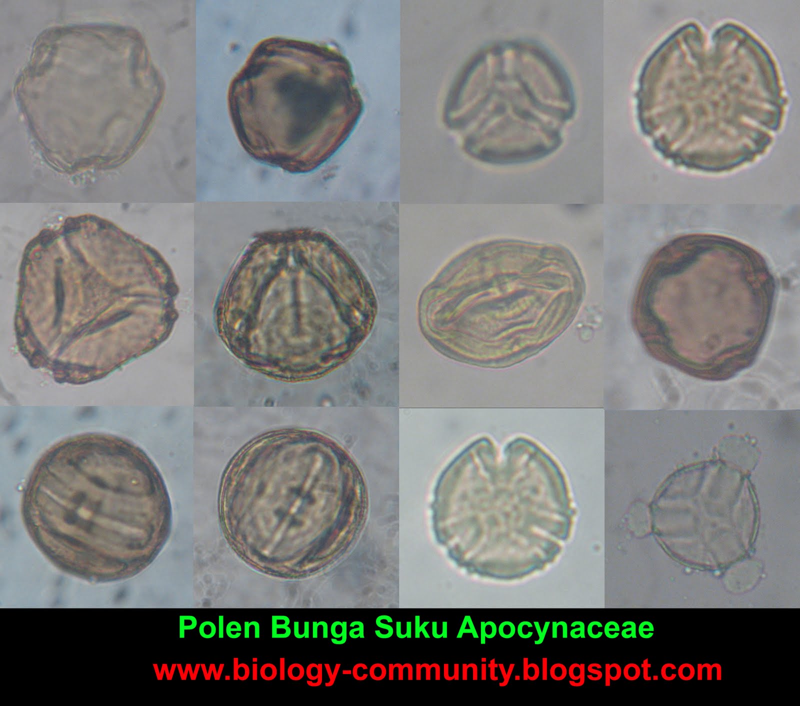 Pembuatan Preparat Polen Bunga - Generasi Biologi
