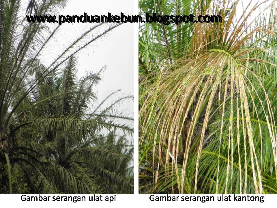 PANDUAN PENGENDALIAN ORGANISME PENGGANGGU TANAMAN (OPT) KELAPA SAWIT ...