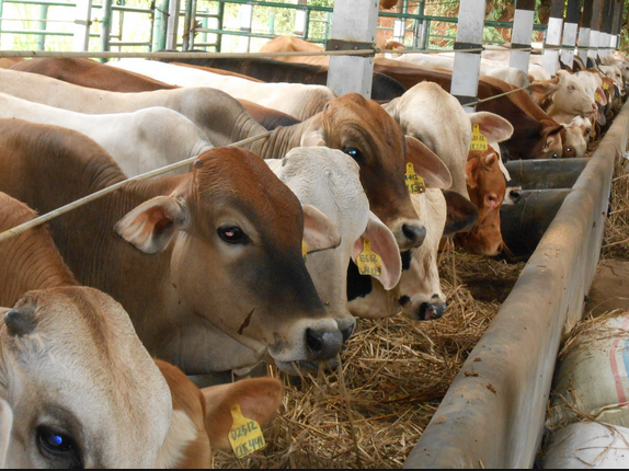 Penyakit Pada Sapi dan cara Pengobatannya