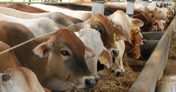 Penyakit Pada Sapi dan cara Pengobatannya