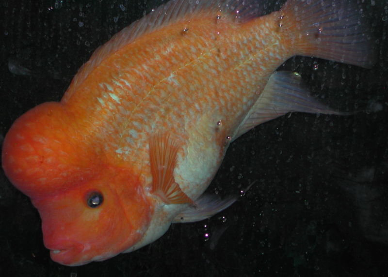 Fish Pictures: Midas cichild, red devil cichlid - Amphilophus citrinellus