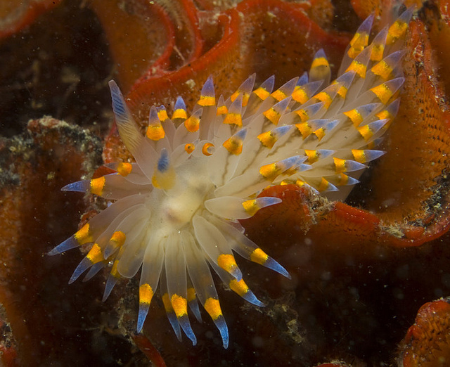 A Sea Slug Symphony | The Ark In Space