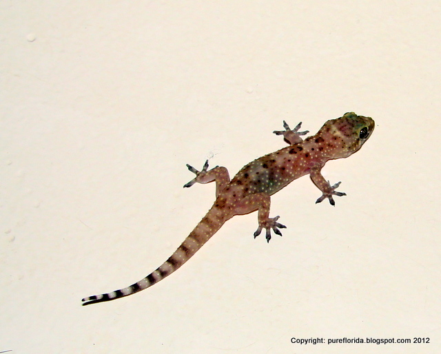 PURE FLORIDA: Gecko In The Bath Tub