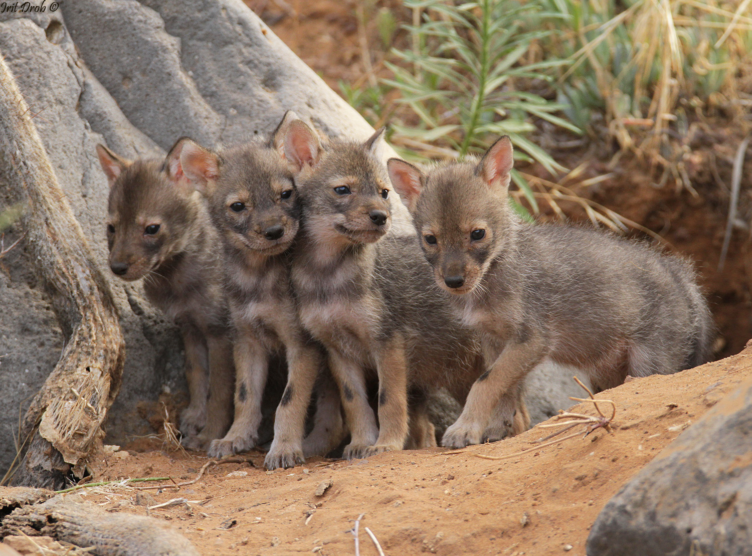 El chacal dorado. Un fantasma recorre Europa