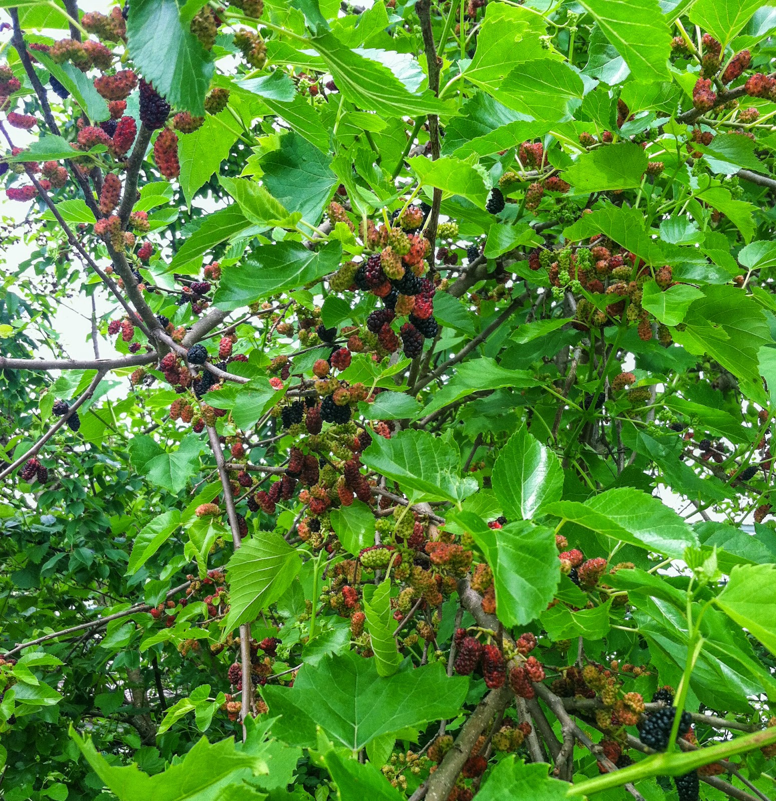 Mulberries Are Ripe! | Trails of Arkansas (& now California)