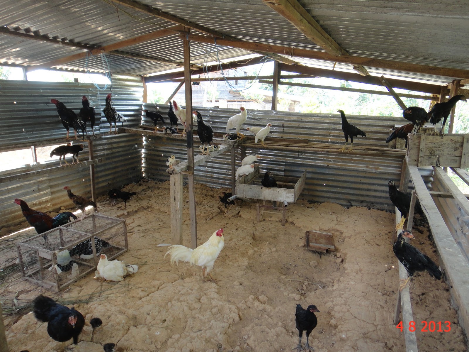 Experimental Farming: First Sales Of Our Free Range Kampung Chicken ...