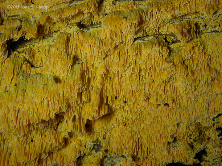 Anybody Seen My Focus?: Orange Sponge Polypore (Pycnoporellus alboluteus)?