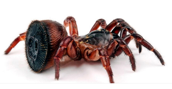 Horripilante - Aranha rara que vale mais de R$6 mil é encontrada na China