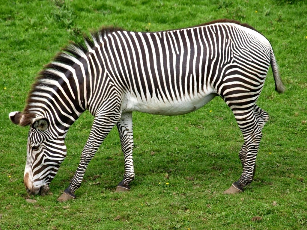 Contes d' Animals: LA ZEBRA