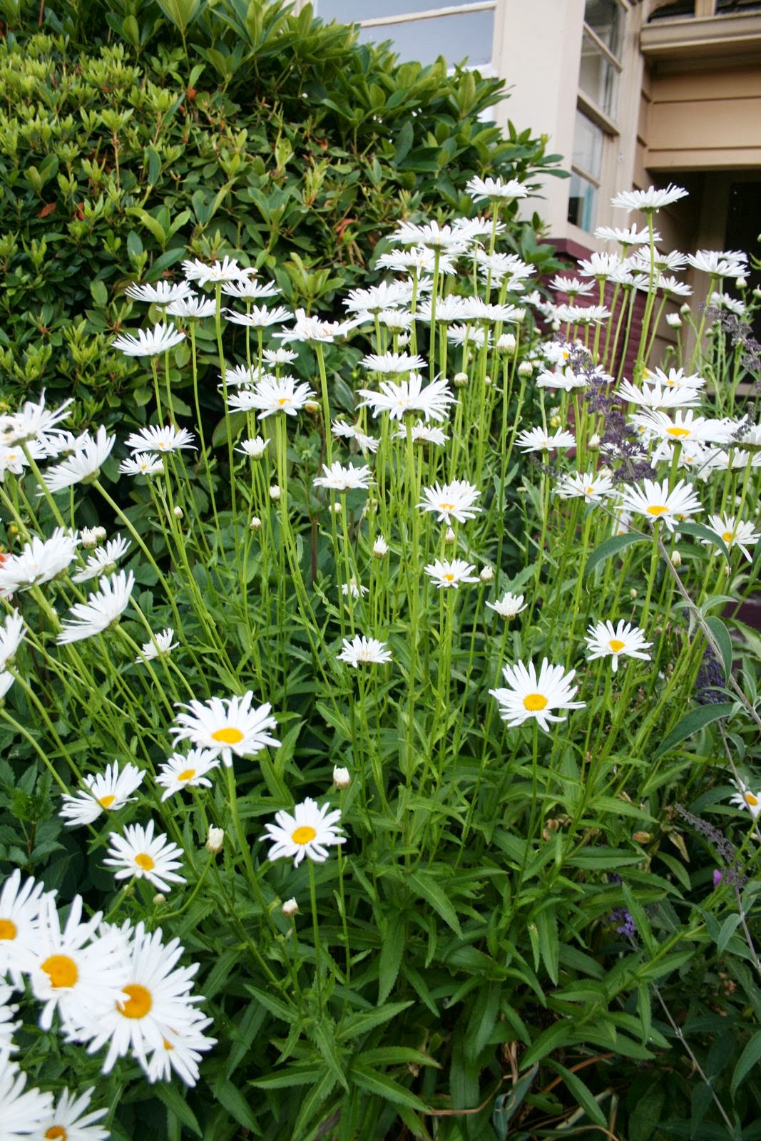 Delights of the Heart: White Flowers