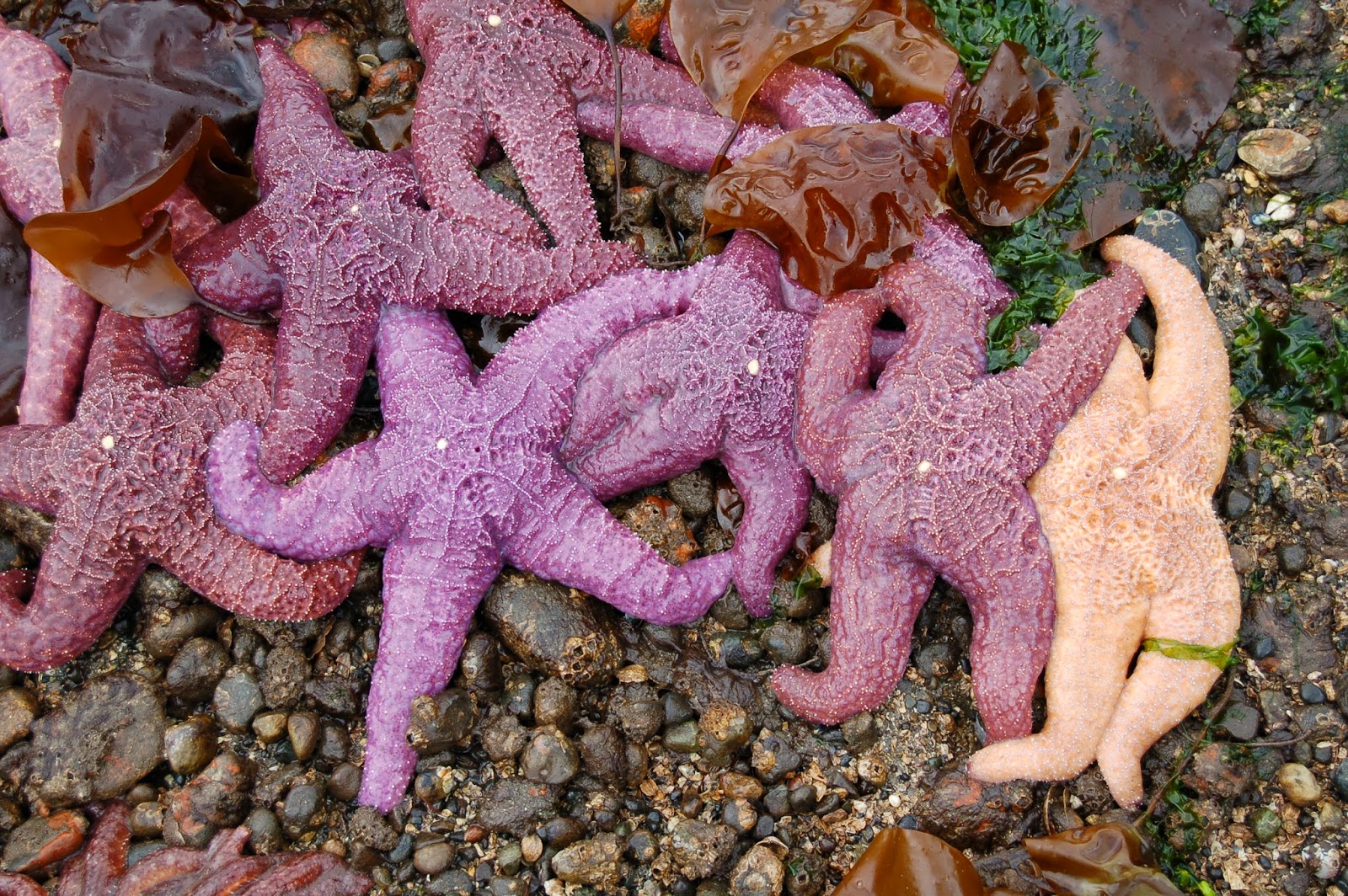 Protect Our Shoreline News: Sea Star (star fish) Wasting on Pickering ...