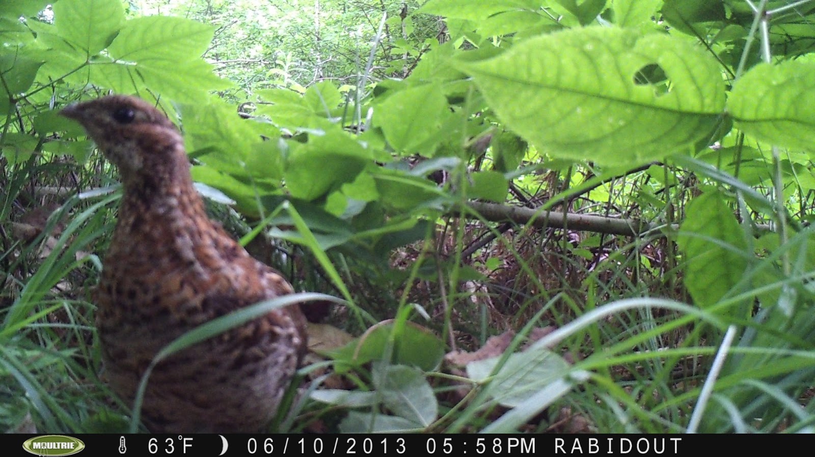 The Maine Outdoorsman: The Partridge Nest