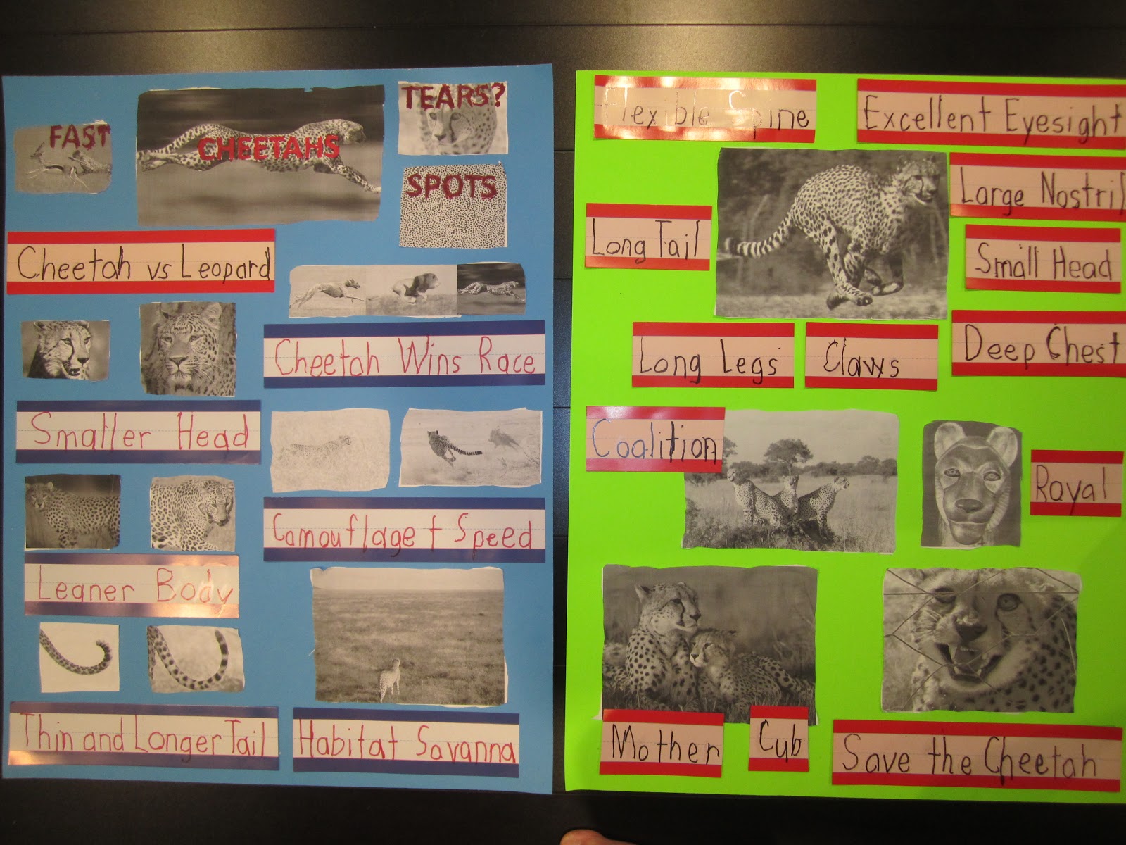 A Science Project in First Grade