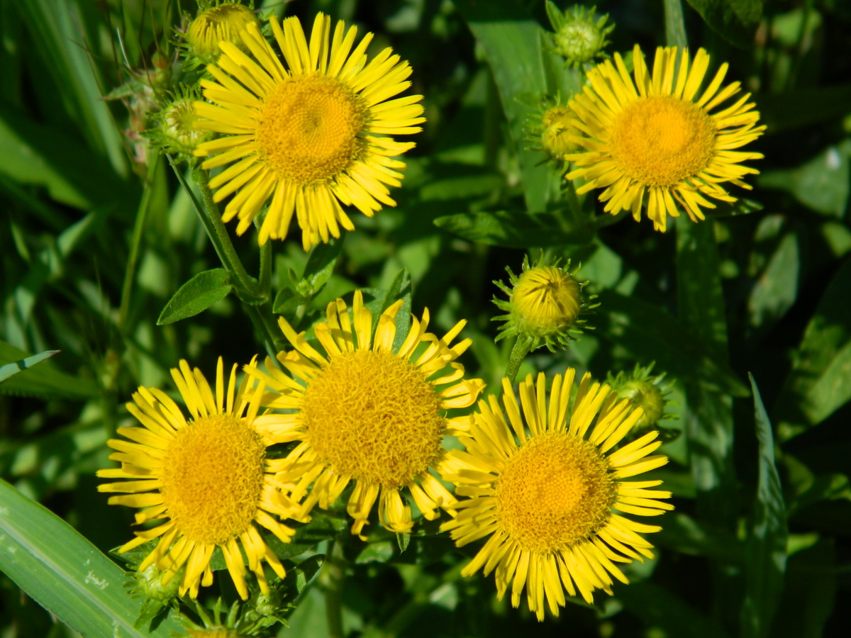 LA MULTI ANI, ROMANIA!: Flori de camp galbene
