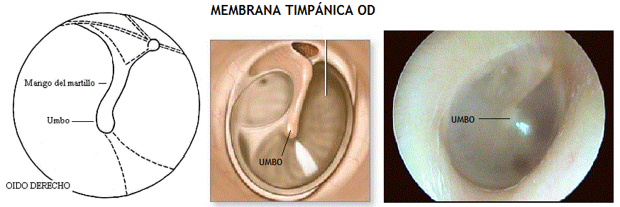 Membrana timpánica ~ Audiología didáctica para estudiantes