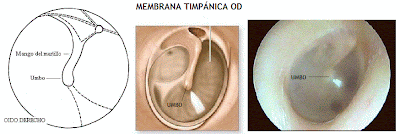 Membrana timpánica ~ Audiología didáctica para estudiantes