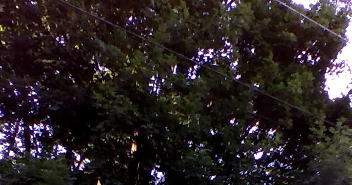 The Valley of Achor : A Growing Tree - Essay