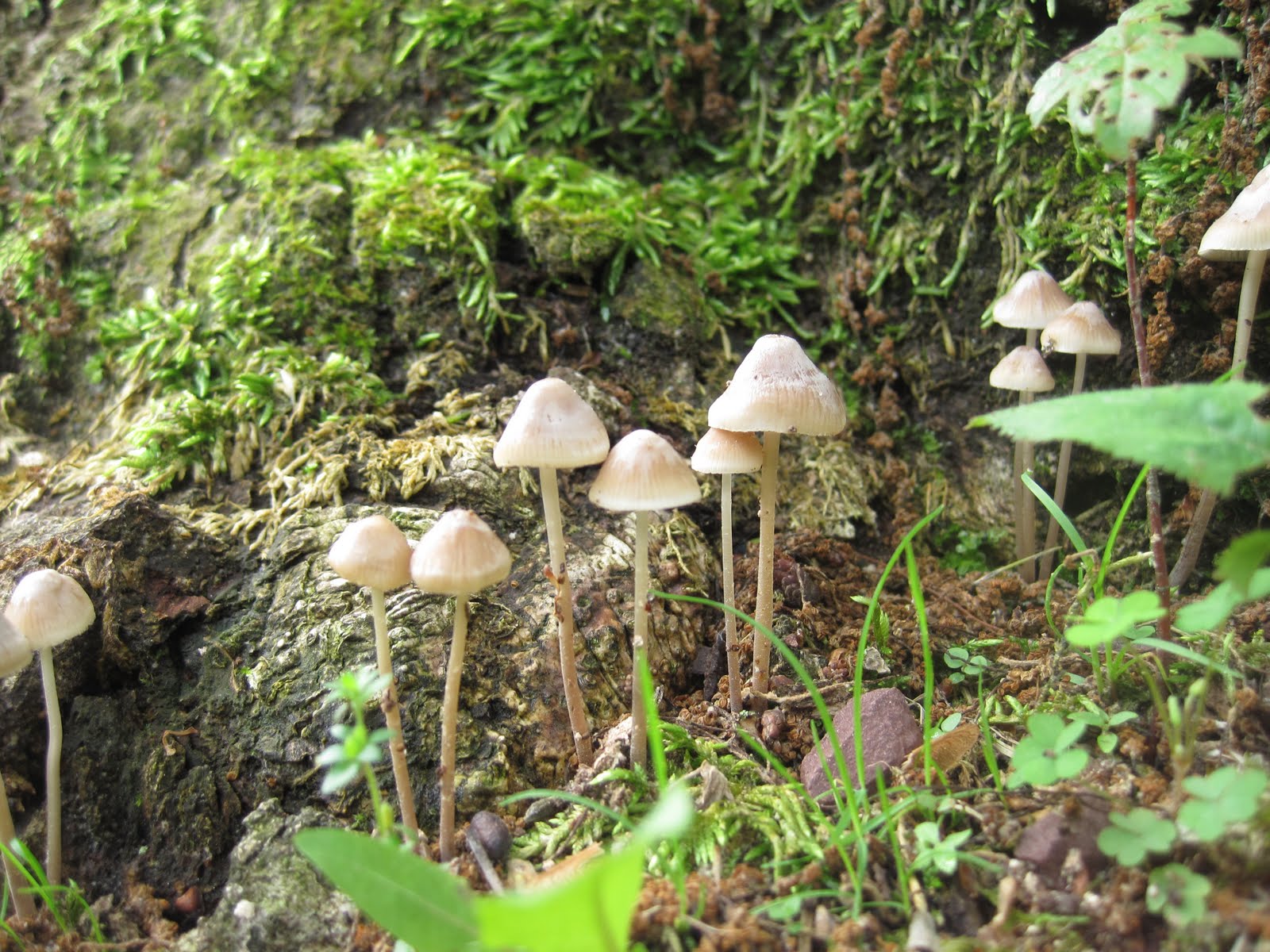 untoldimprint: mushroom beige