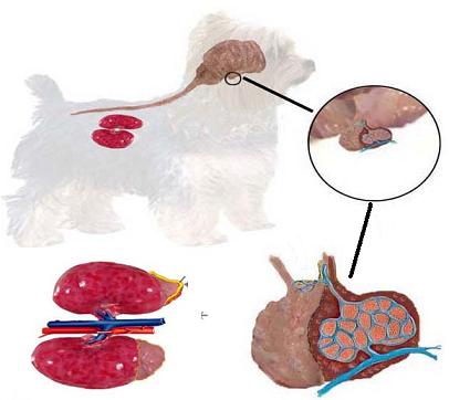 The dog in world: Cushing's Disease In Your Dog - hyperadrenocorticism