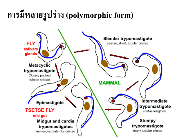 Trypanosoma brucei gambiense (rhodesiense)