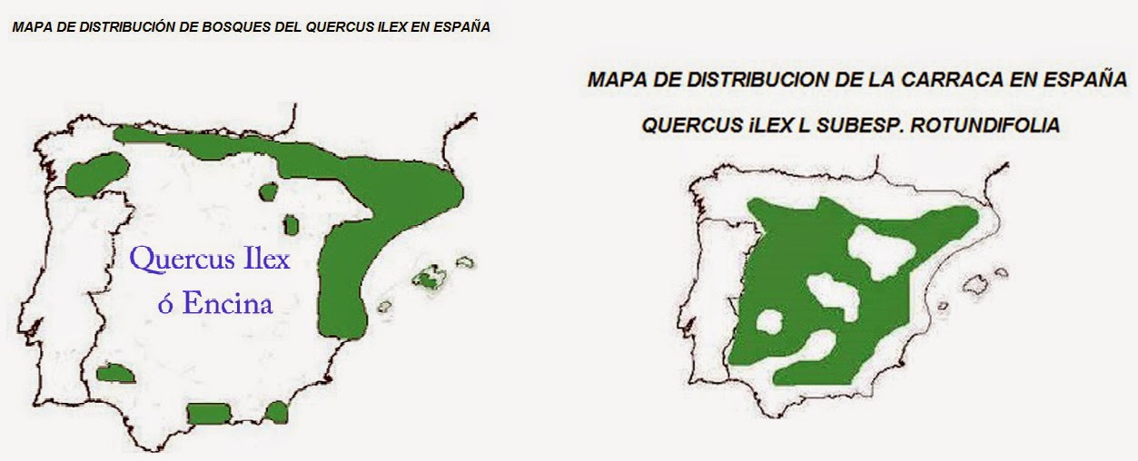 Encinas: origen e historia.: Encinares de España