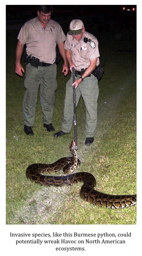 Texas Cryptid Hunter: Giant Python Killed in Florida