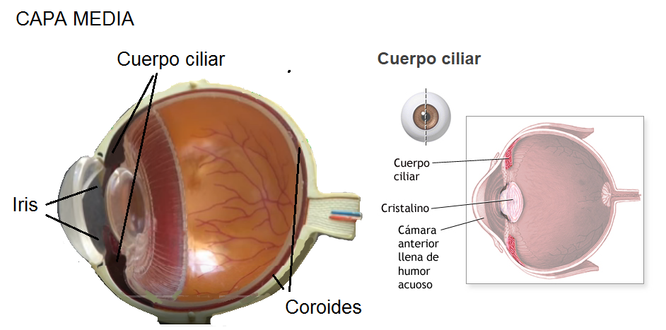 ECA - Organización y Producción de Eventos: LA COROIDES