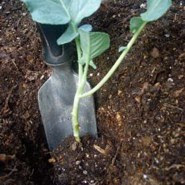 Planting Cole Crops Step-by-Step - garden favorite