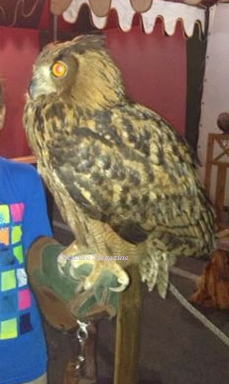 Science Magazine: Nature Spotting