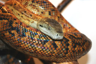 Jamaican Boa | Snakes