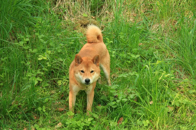 The blog of my Japanese Shiba Inu dogs