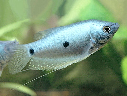 Aqua Fanatic: Blue Gourami - Profile