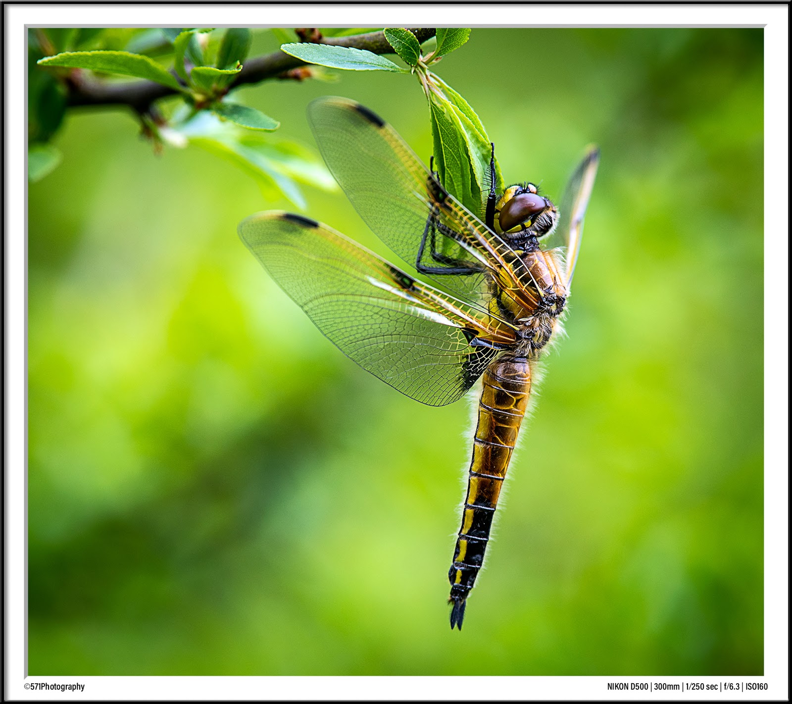 571 Photography: Natures insects