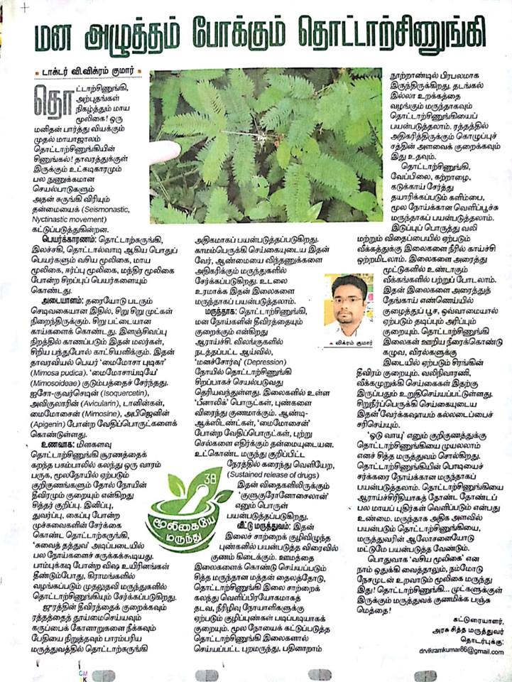 ECOHERBS .....: Thotta chinungi [Mimosa Pudica]