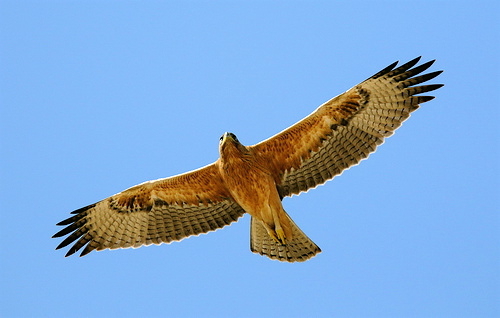 Spreebird wildlife: EAGLES OF PAKISTAN